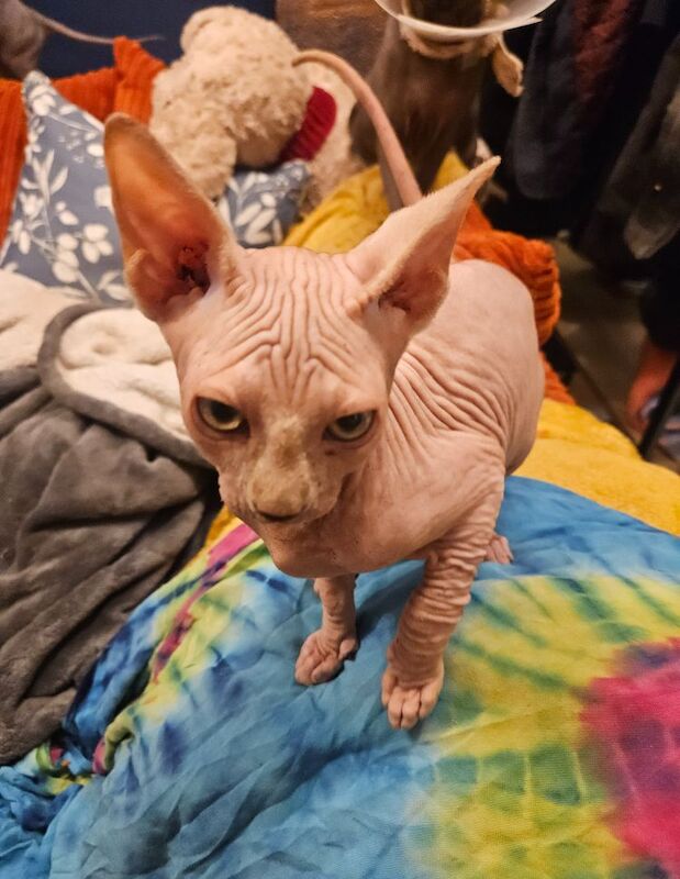3 Pink Babies Left - Sphynx Kittens For Sale in Gunnislake, Cornwall
