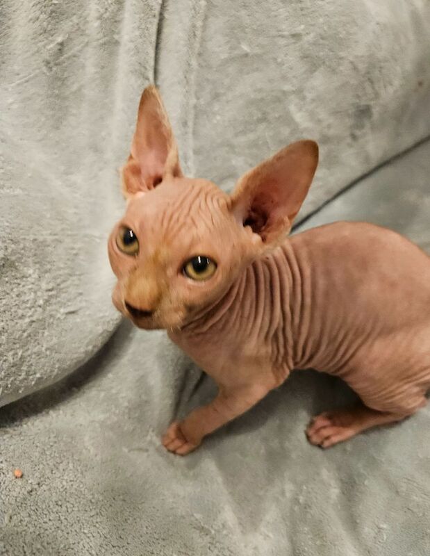 3 Pink Babies Left - Sphynx Kittens For Sale in Gunnislake, Cornwall