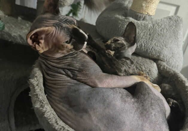 Buy and sell Sphynx kittens and cats online | Sphynx Owners