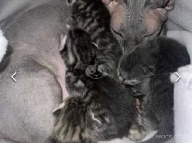 Rare Elf Sphynx Cross For Sale in Gillingham, Dorset