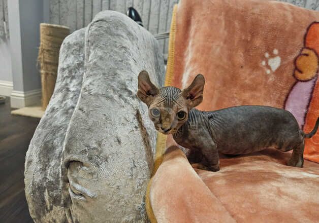 Buy and sell Sphynx kittens and cats online | Sphynx Owners